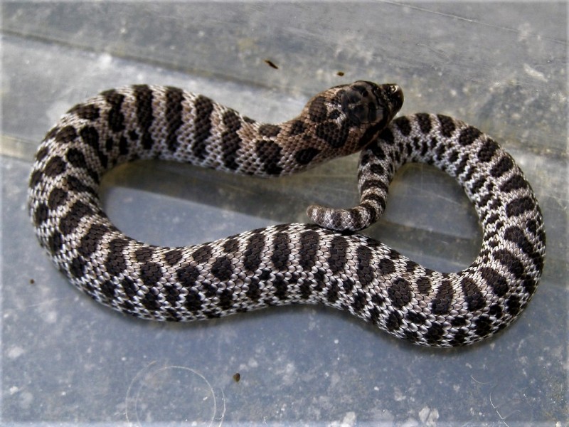 snakes.nafoceno.cz | Super Arctic