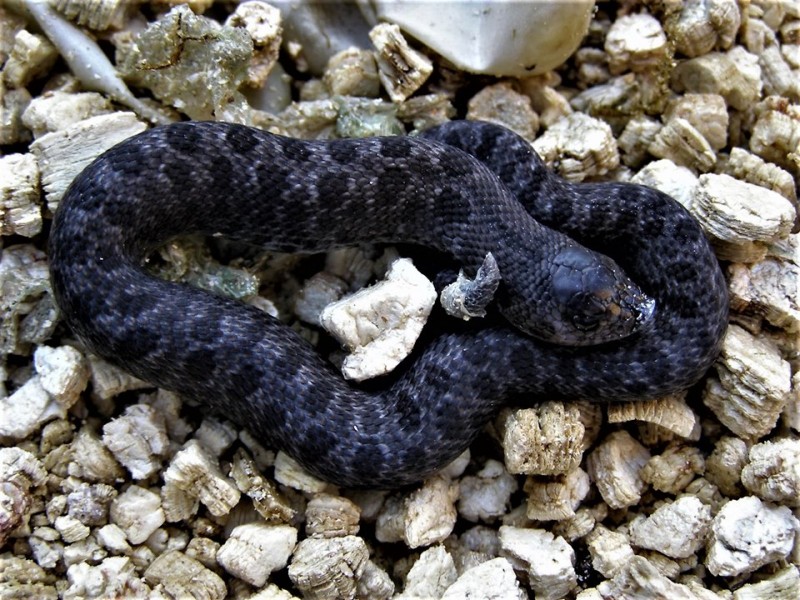 snakes.nafoceno.cz | Super Arctic