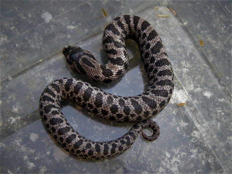 snakes.nafoceno.cz | Super Arctic