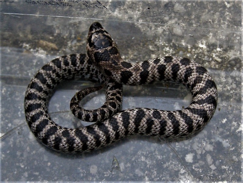 snakes.nafoceno.cz | Super Arctic