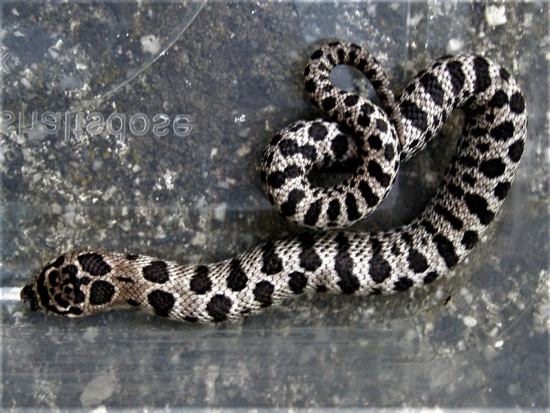 snakes.nafoceno.cz | Super Arctic