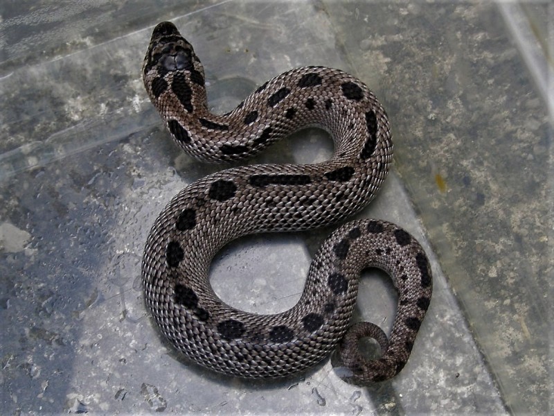 snakes.nafoceno.cz | Super Arctic