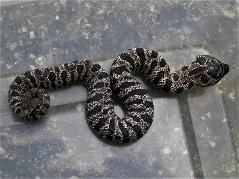 snakes.nafoceno.cz | Super Arctic