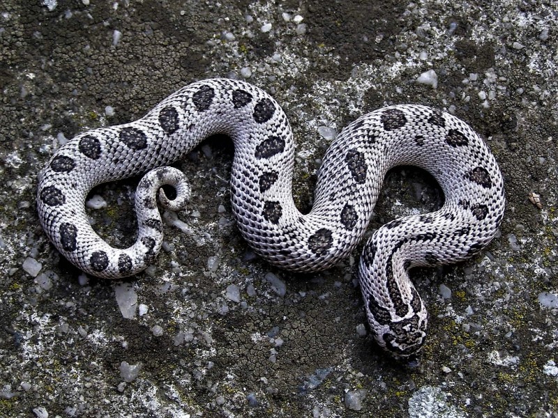 snakes.nafoceno.cz | Super Arctic