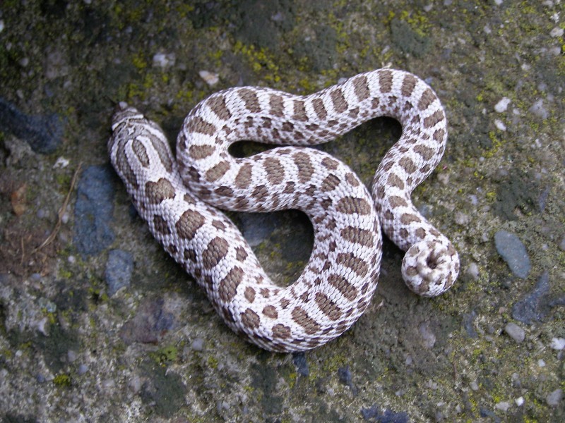 snakes.nafoceno.cz | Arctic