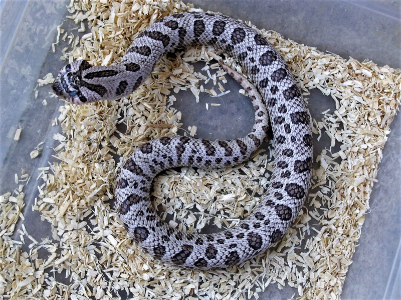 snakes.nafoceno.cz | Super Arctic