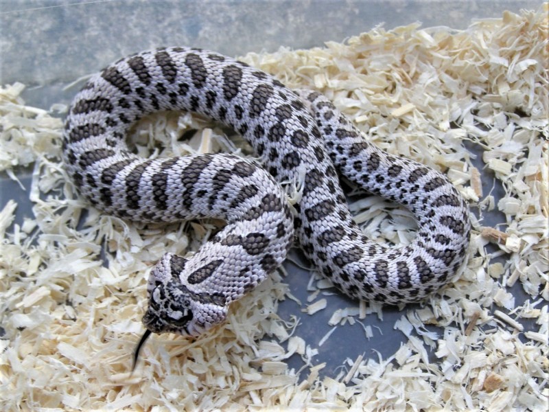 snakes.nafoceno.cz | Super Arctic