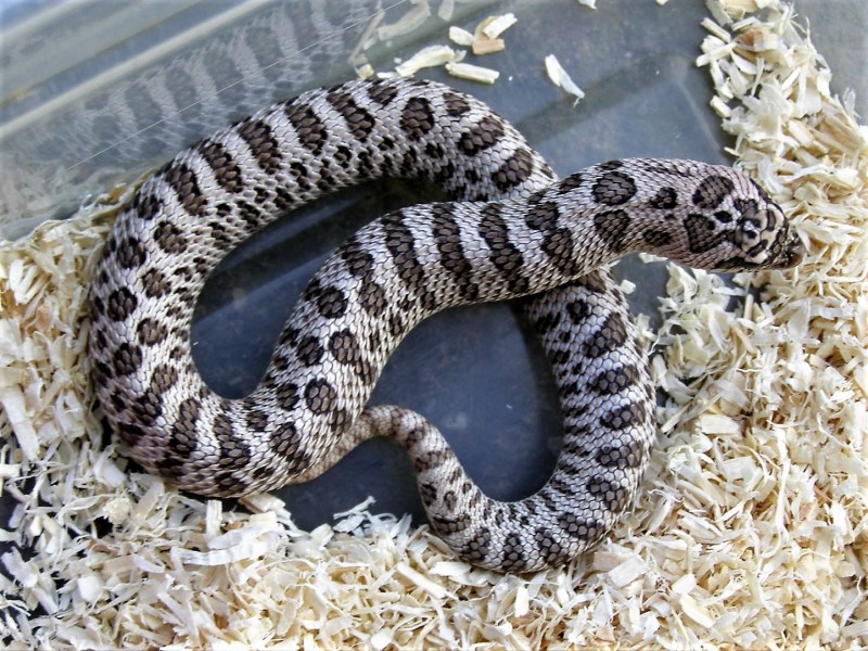 snakes.nafoceno.cz | Super Arctic