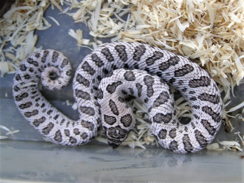 snakes.nafoceno.cz | Super Arctic