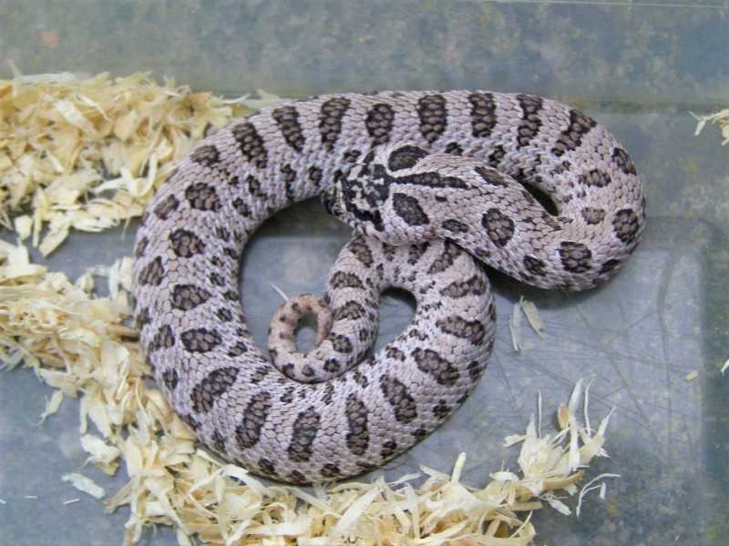 snakes.nafoceno.cz | Super Arctic